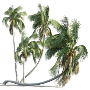 Cocos nucifera (coconut tree) - 3ds Max Store 2025 | Sell Model 3ds Max ...